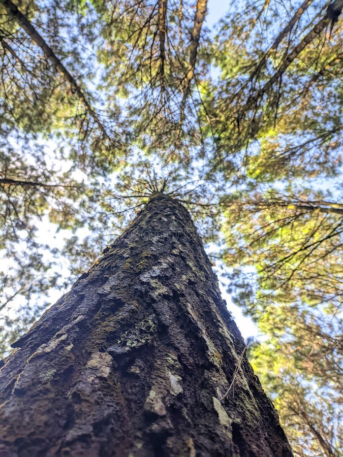 Natural Forest Trees and Views of the Foot of the Mountain Stock Photo ...