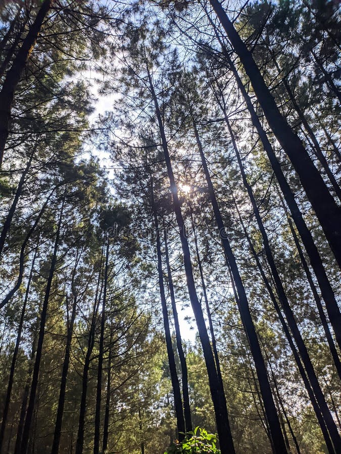 Natural Forest Trees and Views of the Foot of the Mountain Stock Photo ...