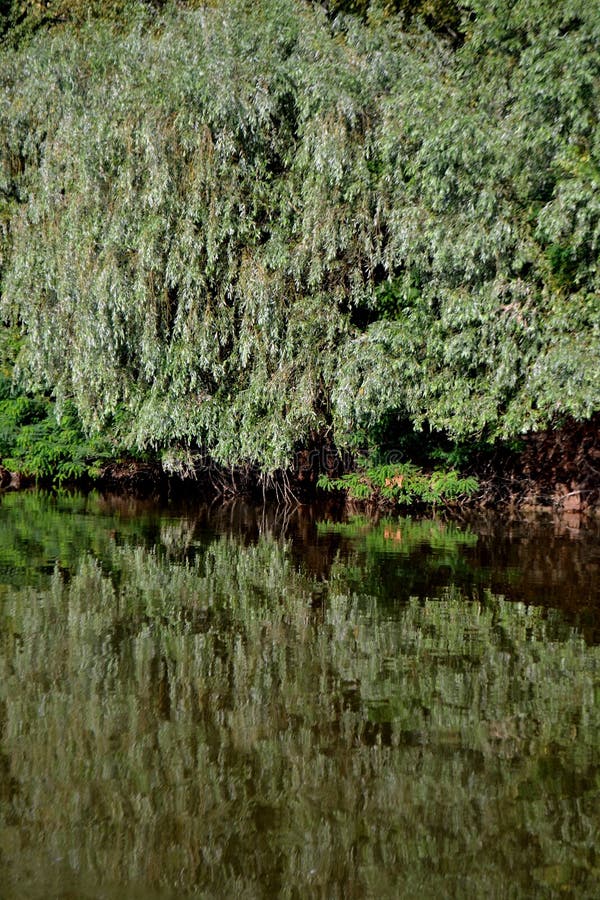 Forest willow autumn stock photo. Image of autumn, colors - 79308830