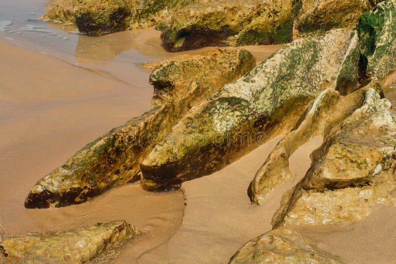 Natural Forms Picture. Image: 1320948