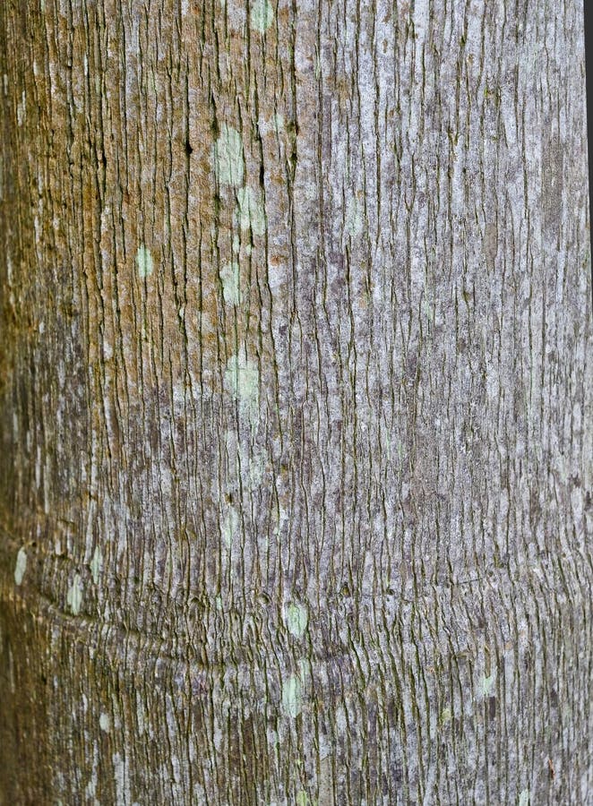 Textured Gum Tree Bark Euqualipt for Background or Screen Saver Stock ...