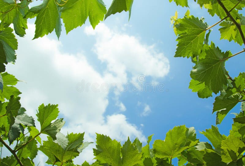 Natural frame stock photo. Image of flora, natural, clean - 18525866