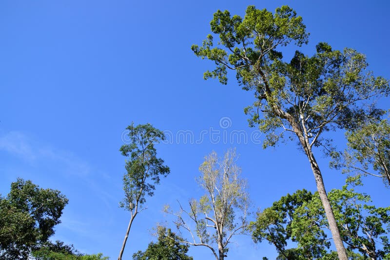 Natural frame stock image. Image of meet, biome, trees - 80937819