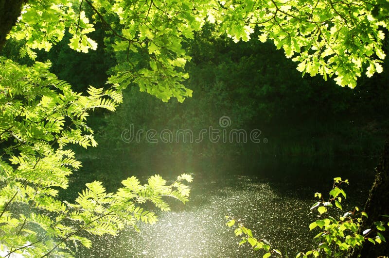 A Natural Frame stock image. Image of thunder, tall, cacti - 711237