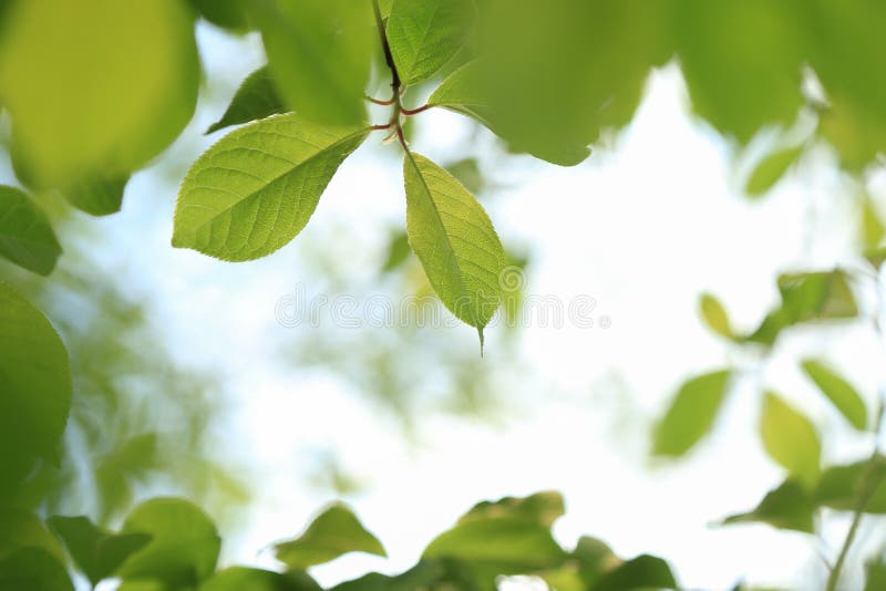 Natural Frame of Fresh Green Tree Leaves Stock Image - Image of design ...