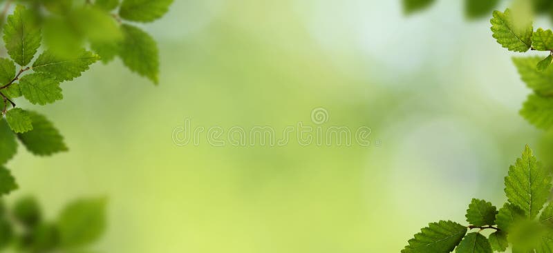 Natural Frame stock photo. Image of forest, tree, natural - 45766026