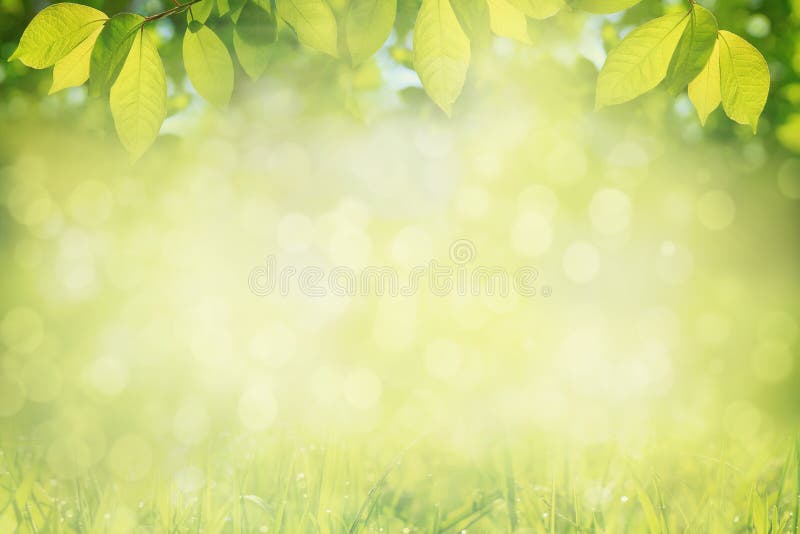 Natural Frame of Green Tree Leaves Stock Photo - Image of frame, summer ...