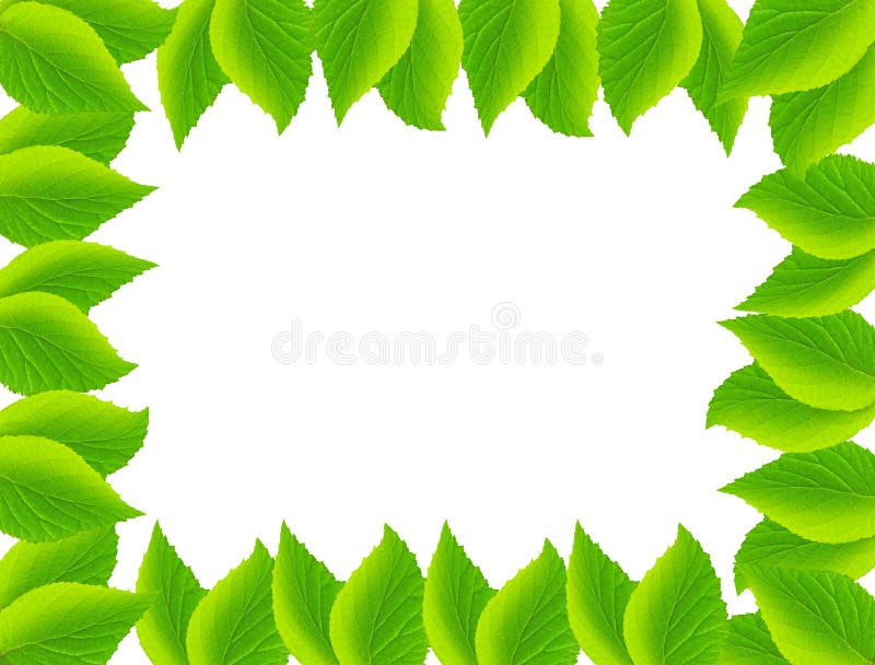 Natural Frame from Mint Leaves. Stock Photo - Image of flavor, herbs ...