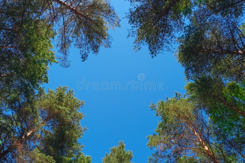 Natural Frame of Pine Trees Stock Photo - Image of coniferous ...