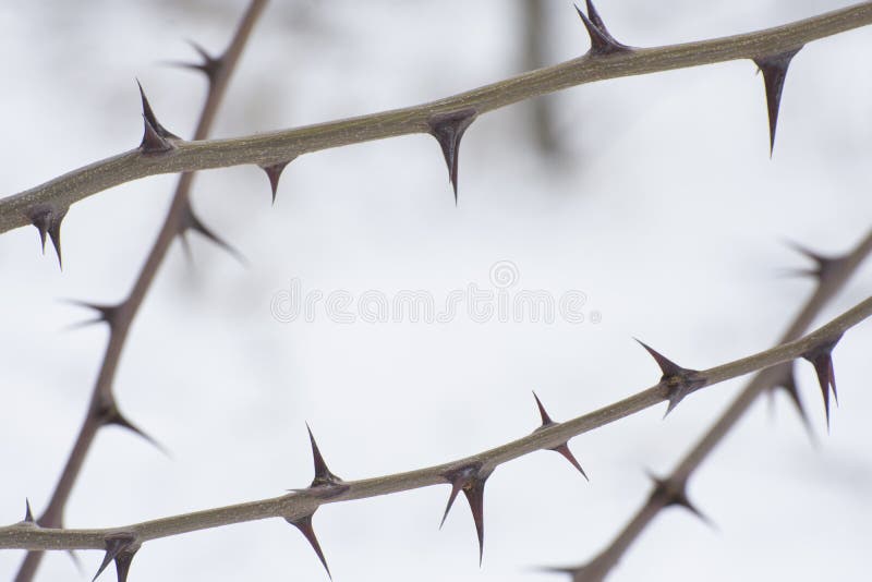 Natural Frame of Sharp Thorns. Thorny Branches of a Tree Stock Photo ...