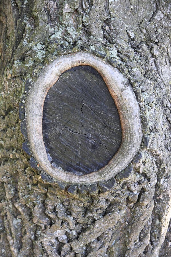 Natural Frame on a Tree Trunk. Stock Photo - Image of decoration, bark ...