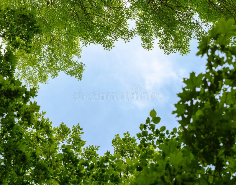 640 Blue Elm Trees Stock Photos - Free & Royalty-Free Stock Photos from ...