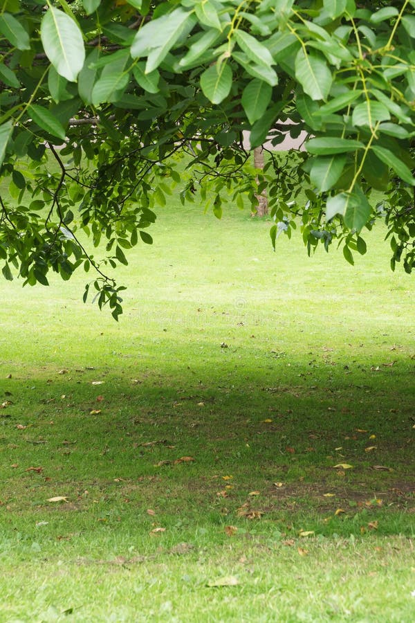 Natural Framing of the Branches and Leaves of a Tree on the Green Grass ...