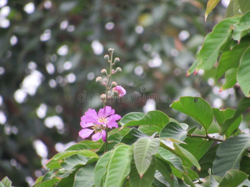 Natural Fresh Beautiful Pink Flower on the Tree Top Stock Photo - Image ...