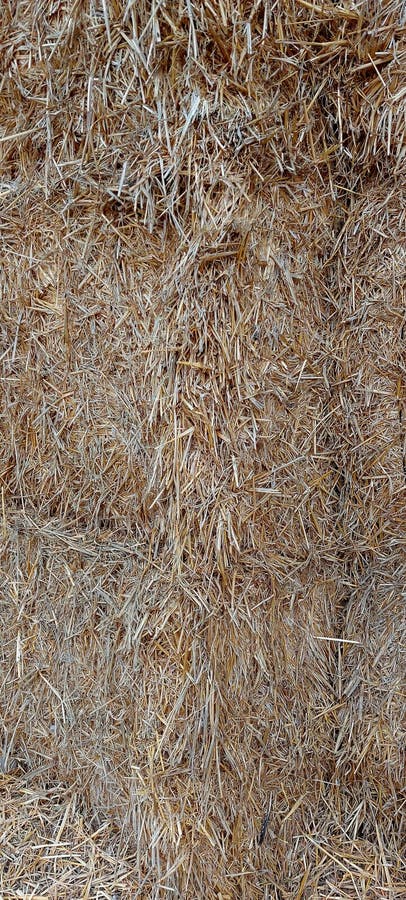 Natural Fresh Brown Hay Stacks Stock Photo - Image of fresh, stacks ...