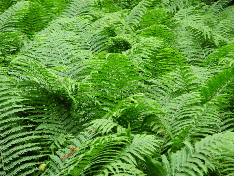 Natural, Fresh Fern (marattiaceae) in the Forest Stock Image - Image of ...
