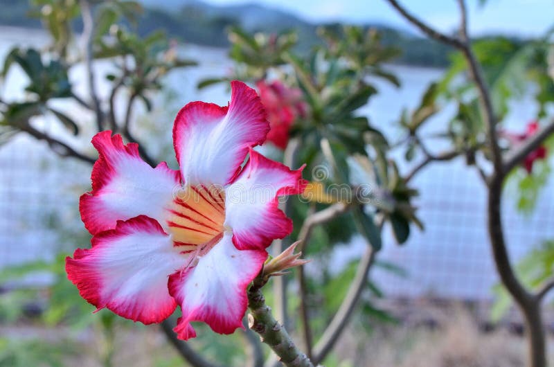 Natural Fresh Flora in Garden Stock Image - Image of flora, natural ...