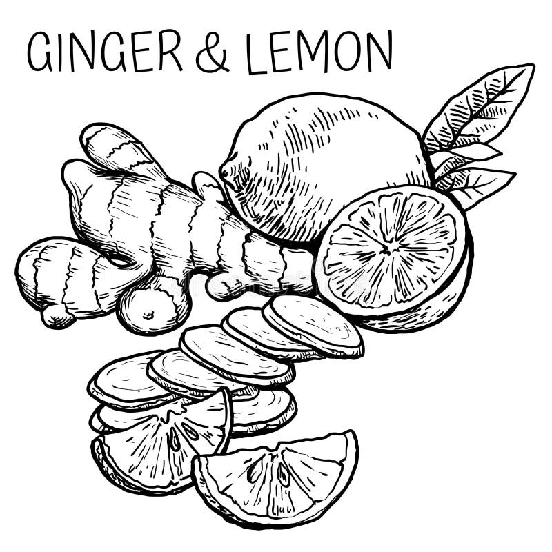 Cartoon Lemon Ginger Stock Illustrations – 353 Cartoon Lemon Ginger ...