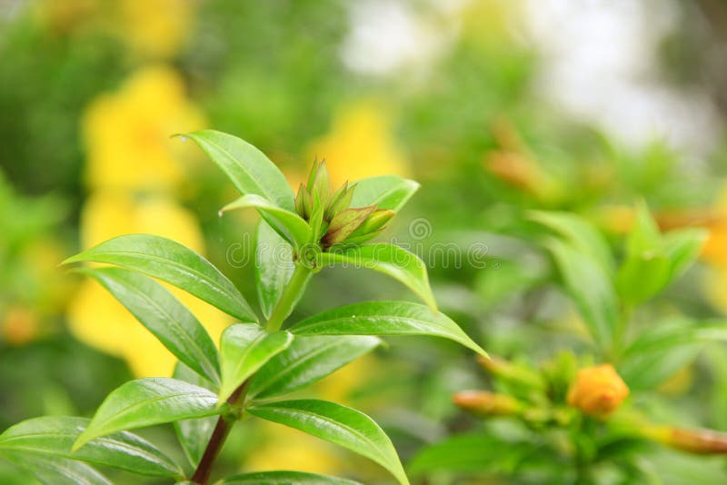 Natural Fresh Green Leaves Provide Fresh Air at the Park. Stock Image ...