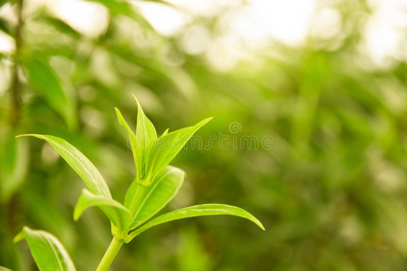 Natural Fresh Green Leaves Provide Fresh Air at the Park Stock Photo ...
