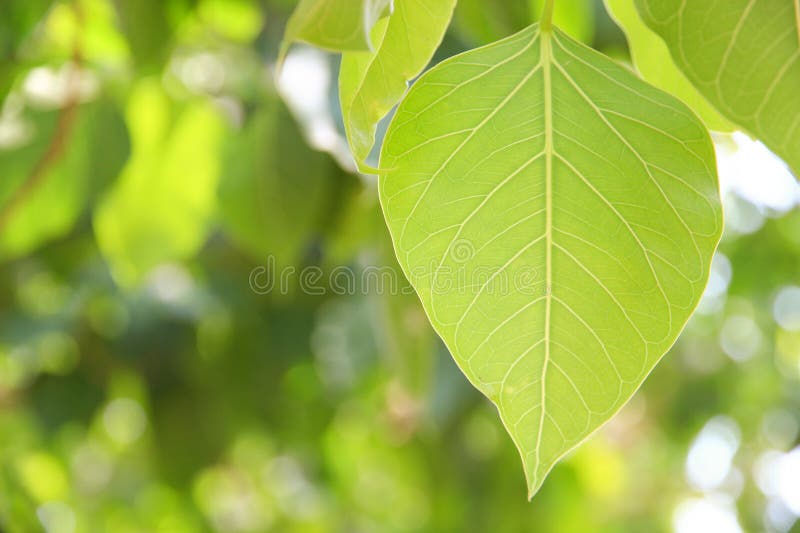Natural Fresh Green Leaves Provide Fresh Air at the Park Stock Photo ...
