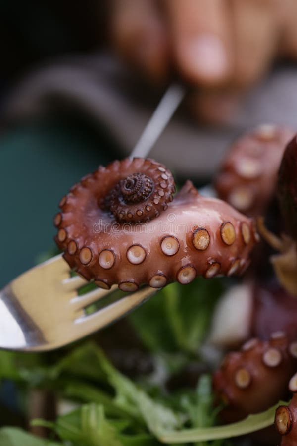 Natural fresh octopus stock photo. Image of calamari - 163556080