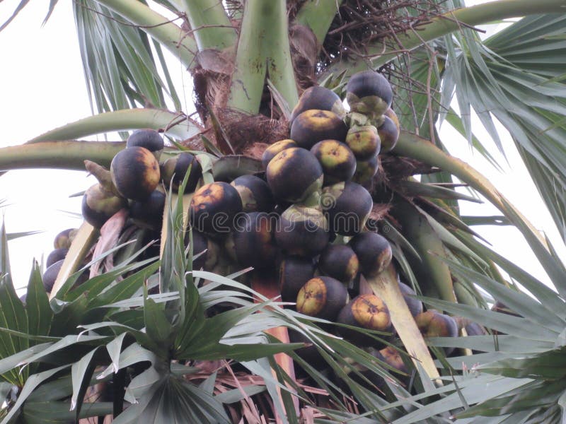 Natural Fresh Palm Tree Full of Palms Stock Photo - Image of tree, full ...