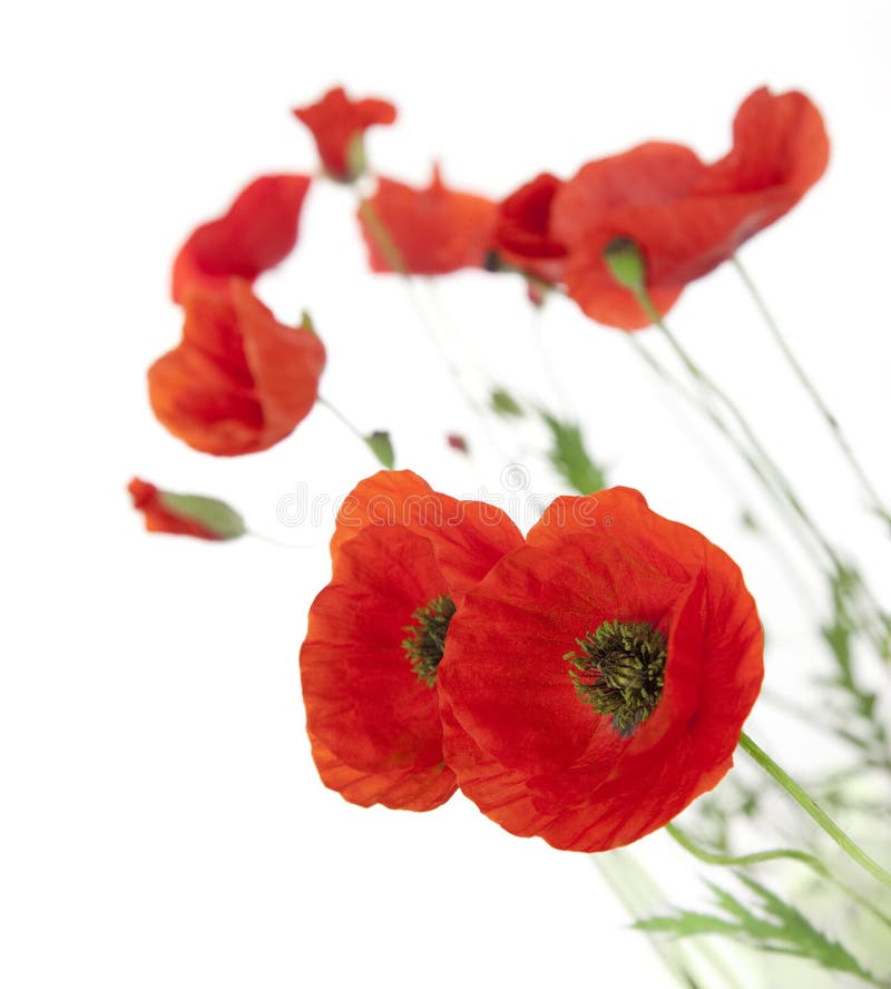 Poppy flowers stock photo. Image of flower, isolated - 33102258