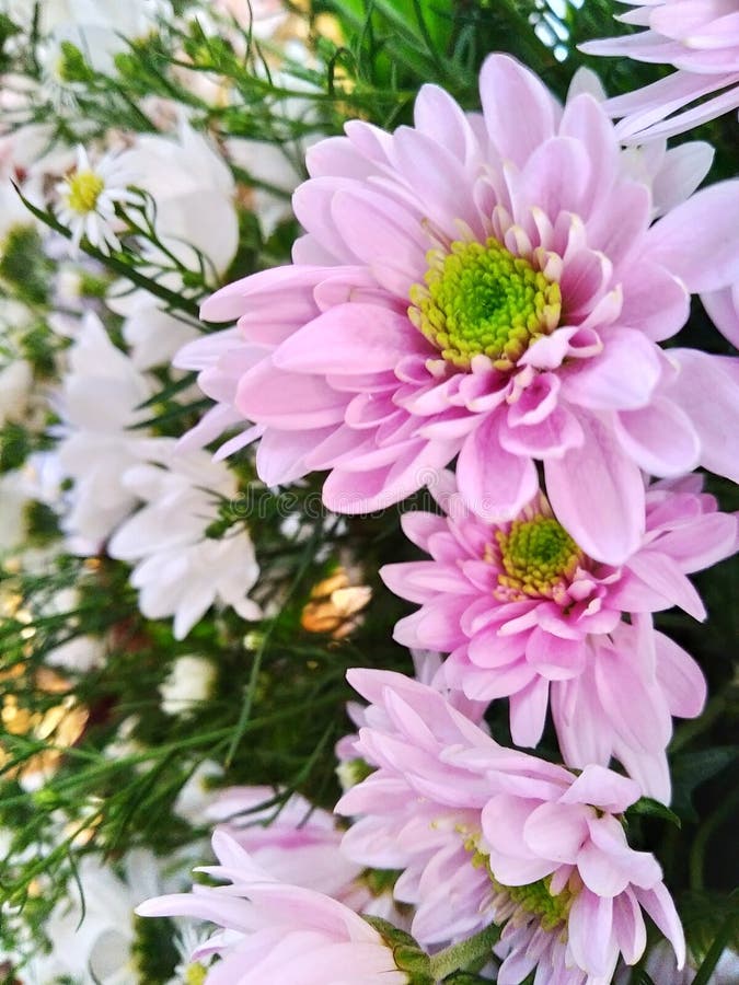 Kapuru stock image. Image of asia, lanka, flowers, kapuru - 105569237