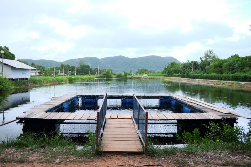 Natural Freshwater Fish Farming Cages in Thailand Stock Photo - Image ...