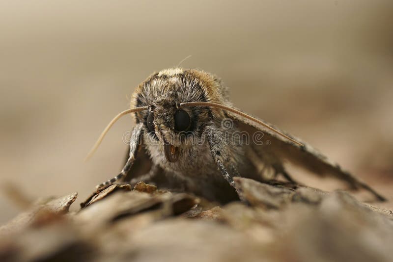 Frontal Closeup on the Figure of Eighty Moth, Tethea Ocularis Sitting ...