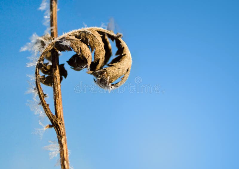 Natural frost decor stock image. Image of frosted, decorate - 12667603