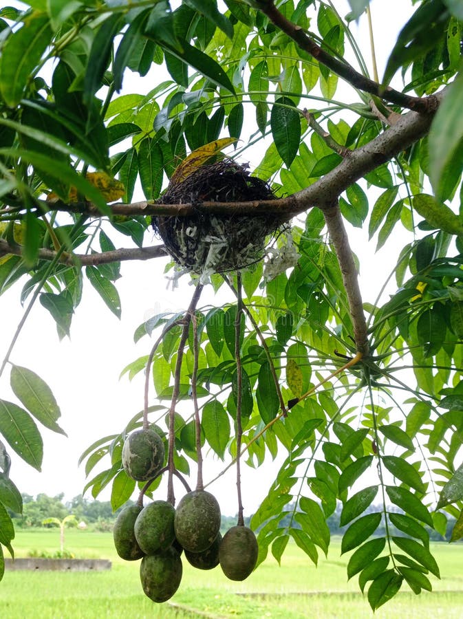 Natural, Fruit, Nest, stock photo. Image of animal, flower - 197720960