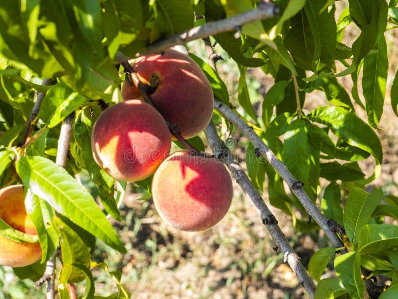 Sweet Peaches On Peach Tree Branches In The Garden. Natural Fruit Stock ...