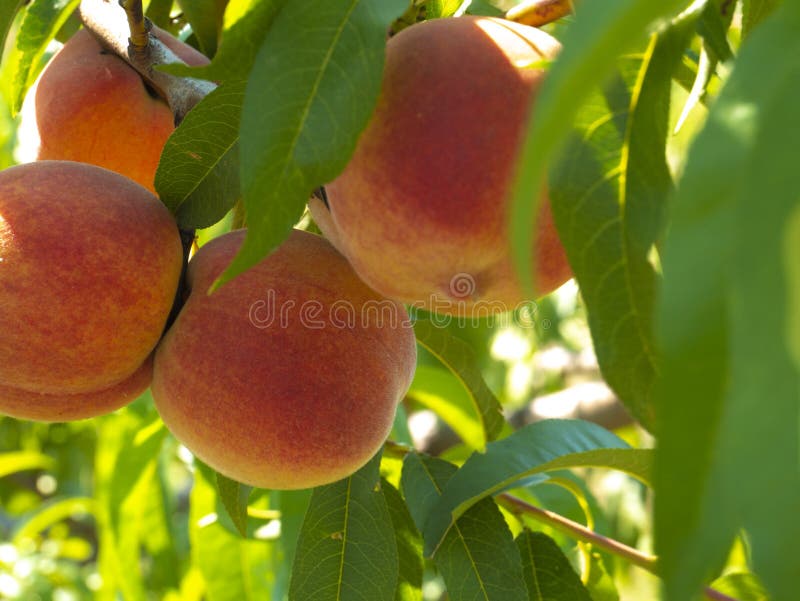 Natural Fruit. Peaches on Peach Tree Branches Stock Image - Image of ...