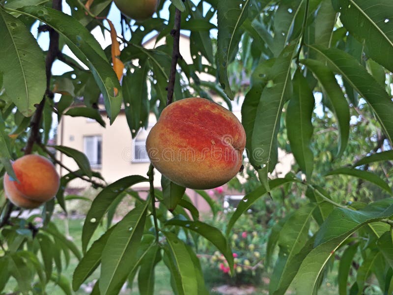 Natural Fruit. Peaches on Peach Tree Stock Image - Image of peaches ...