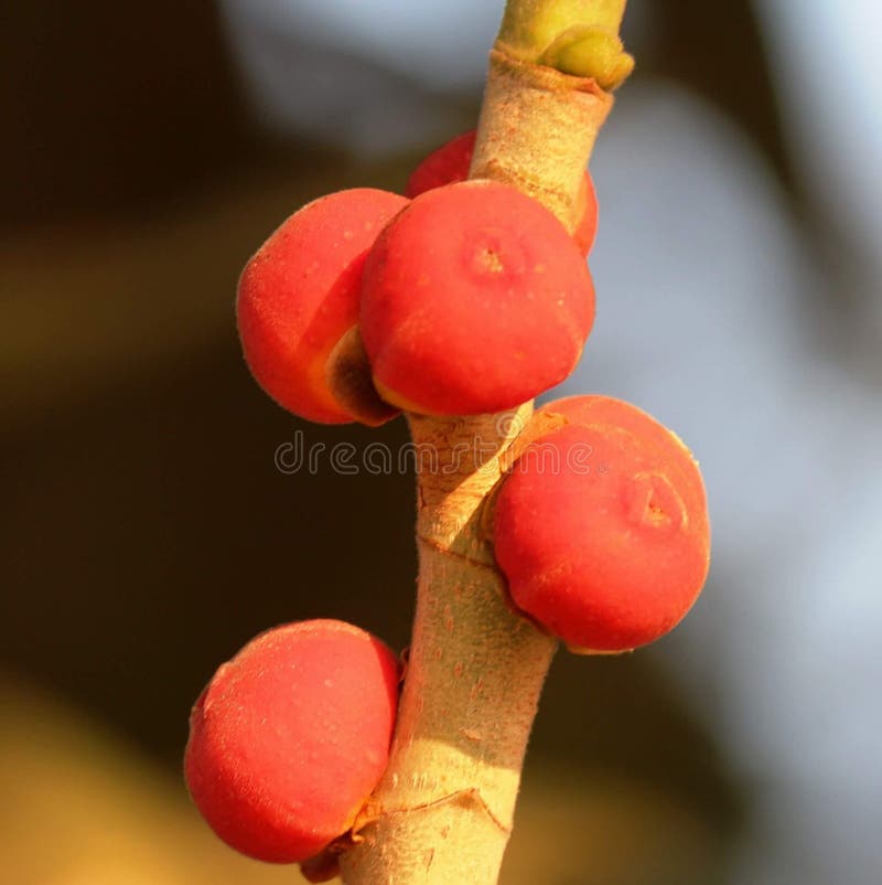 Natural fruits stock photo. Image of world, nature, fruits - 132527150