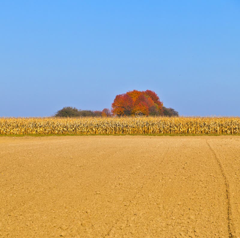 Natural Full Frame Background Stock Image - Image of plant, cereal ...
