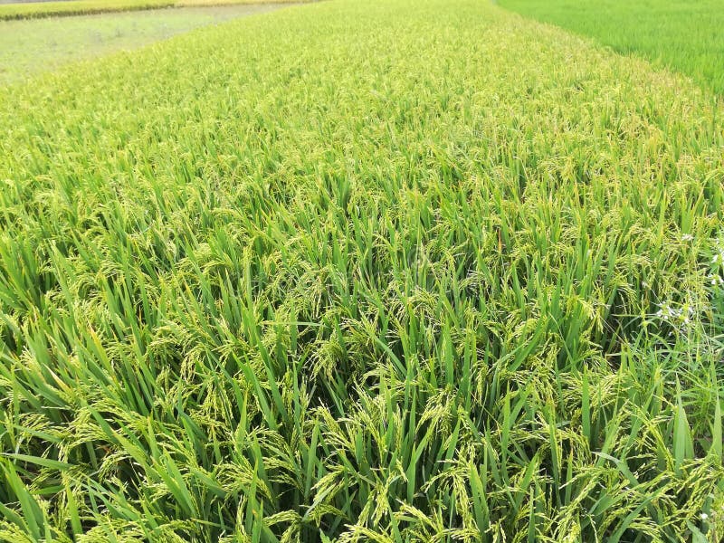 Paddy Agriculture.... in Land Stock Photo - Image of green, natural ...