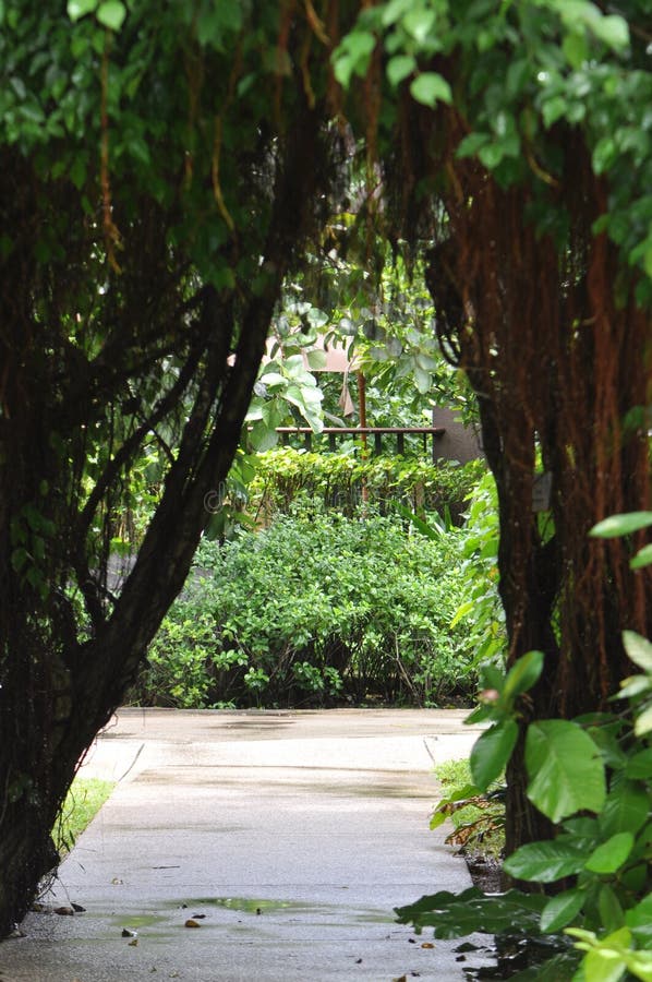 Natural Garden Arch Trellis Stock Photo - Image of arch, tropic: 288028096