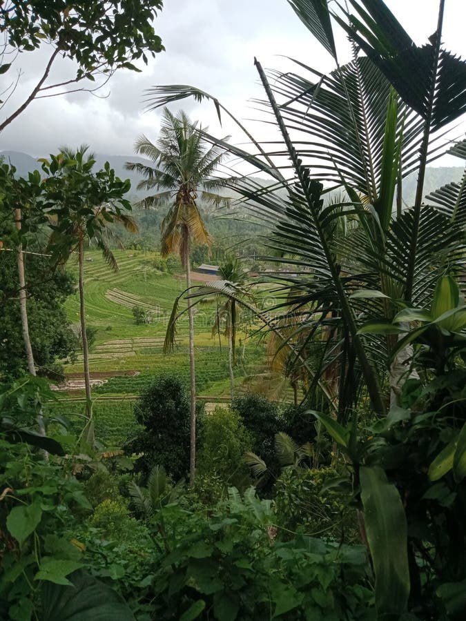 Natural garden view stock image. Image of garden, view - 227641263