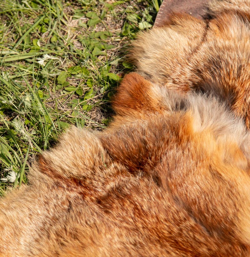 Natural Ginger Material Animal Fur Stock Image - Image of material ...