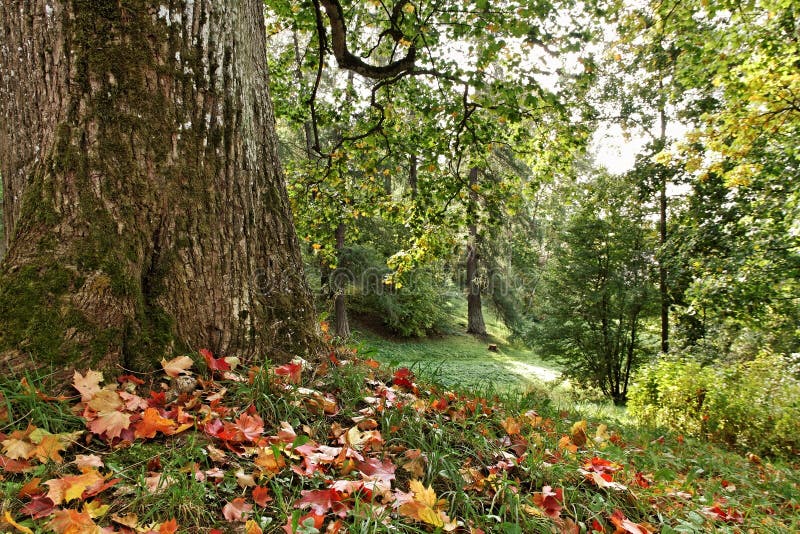 Natural glade. stock photo. Image of countryside, fall - 31471552