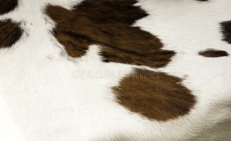 Natural goat skin stock image. Image of hide, craftsmanship - 94509117