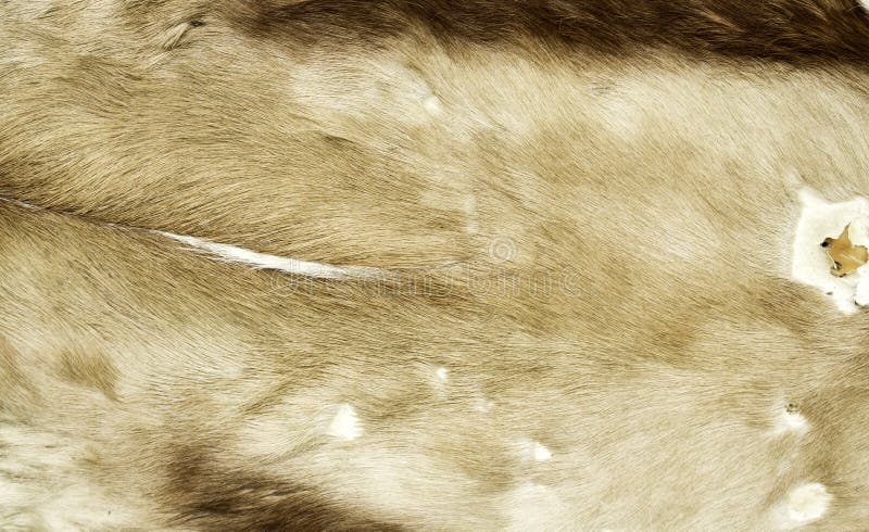 Natural goat skin stock image. Image of abstract, cattle - 94743447