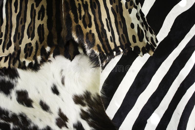 Natural goat skin stock photo. Image of goat, maroon - 96756816