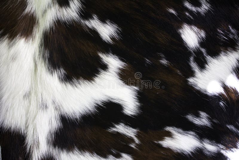 Natural goat skin stock photo. Image of goatskin, full - 96760632
