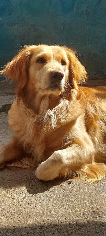 Natural Golden Retriever Dog, Cool Stock Image - Image of animal ...