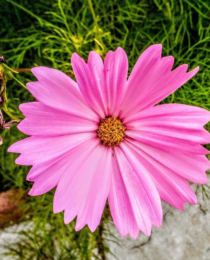 Natural Gorgeous Color Pink Flower Stock Image - Image of natural ...