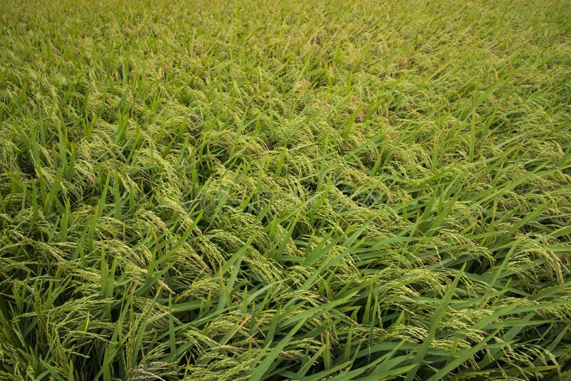 Natural Grain Rice Field Agriculture Landscape Concept Stock Photo ...